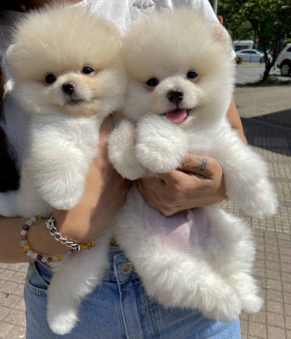 Bol Tüylü Pomeranian Boo