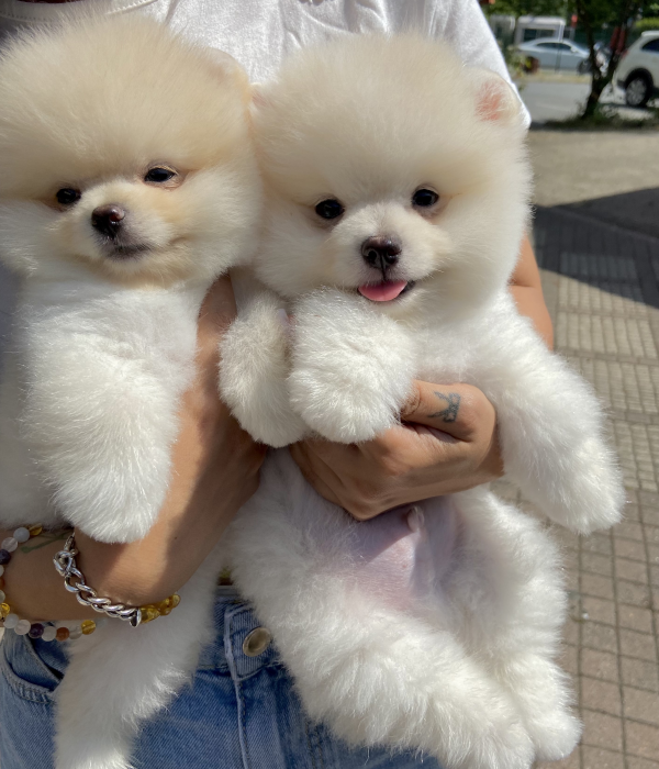 Bol Tüylü Pomeranian Boo