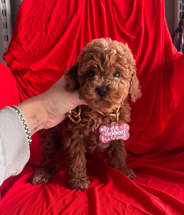 Mini Boy Toy Poodle Yavrular