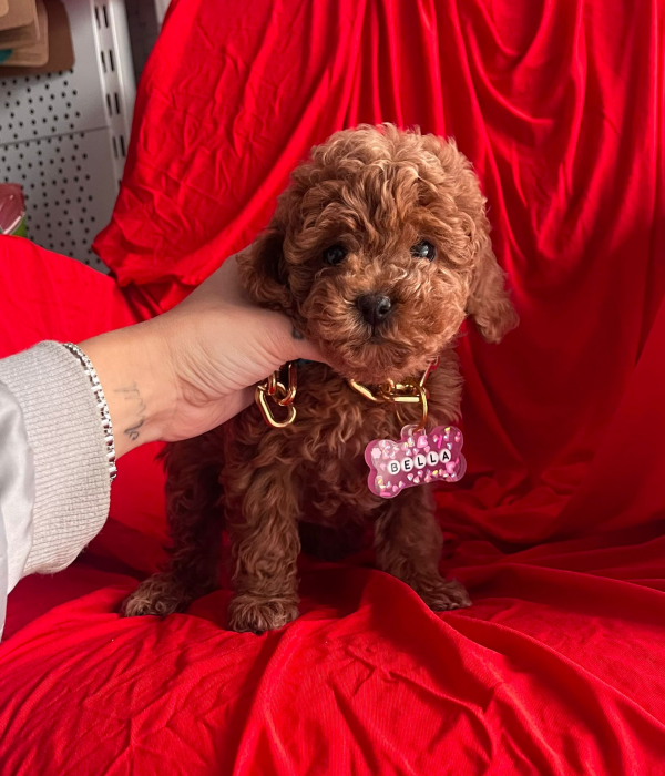 Mini Boy Toy Poodle Yavrular